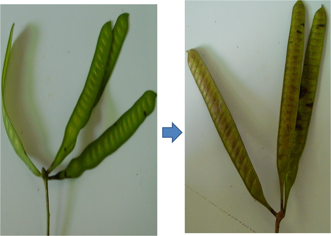 SATIVA: PERKEMBANGAN BUNGA MENJADI BUAH LAMTORO (Leucaena glauca)