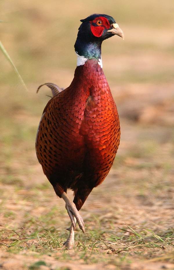 El Ejército de los 12 Monos: 2 feb 2011