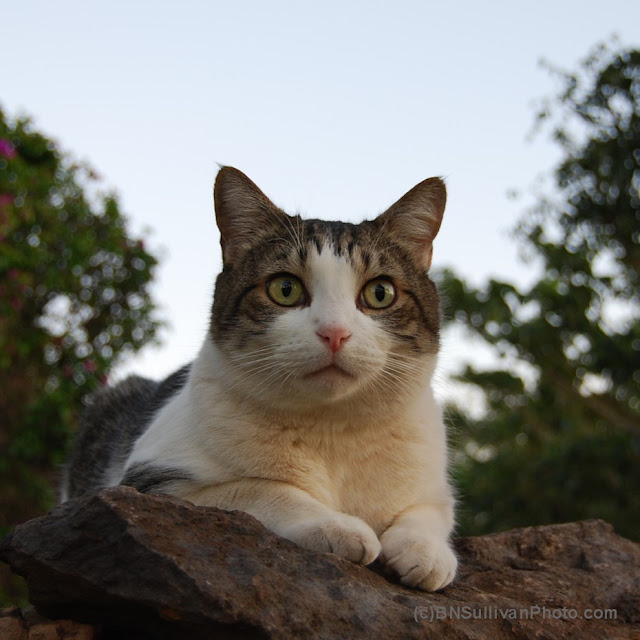 B N Sullivan Photography: Introducing Buster the Cat