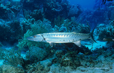 The Right Blue: Remembering Brutus, the Great Barracuda