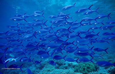 The Right Blue: Fusilier Fish: Speed Demons of the Reef