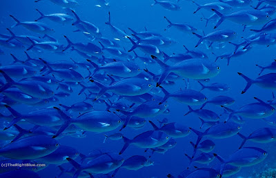 The Right Blue: Fusilier Fish: Speed Demons of the Reef