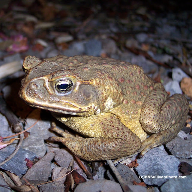B N Sullivan Photography: Meet the Cane Toad (Bufo marinus)