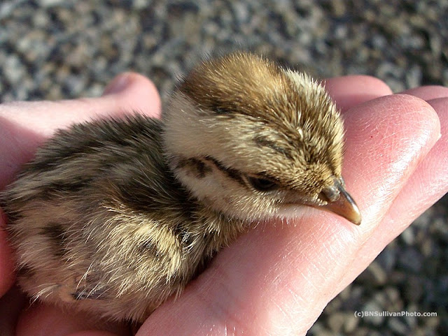 B N Sullivan Photography: Poor Little Francolin Chick