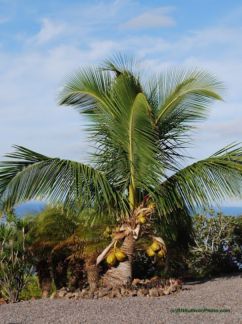 B N Sullivan Photography: Niu Leka - a dwarf coconut palm