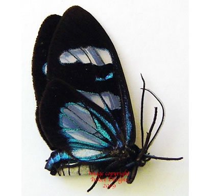 Insect Designs News: Fresh Pericopinae and Eunica specimens from Peru