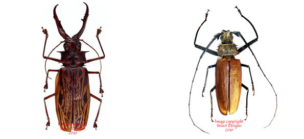 Insect Designs News: Stunning Beetles from Peru