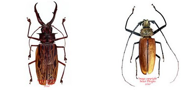 Insect Designs News: Stunning Beetles from Peru