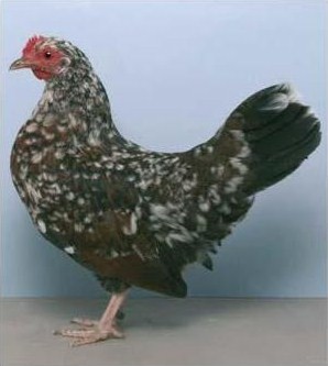 El gallinero.: Flor d´ametller (Flor de almendro).