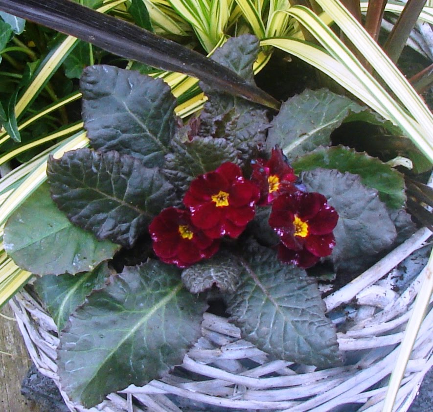 Kennedy Irish Primrose Collection