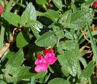 Plantas Medicinais: Salva