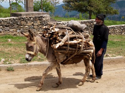El borrico Isaias y la pulga del Kilimanjaro: El borrico Isaias