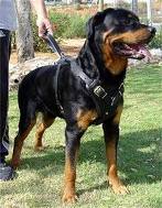 PERROS DE GUARDIA Y PROTECCION
