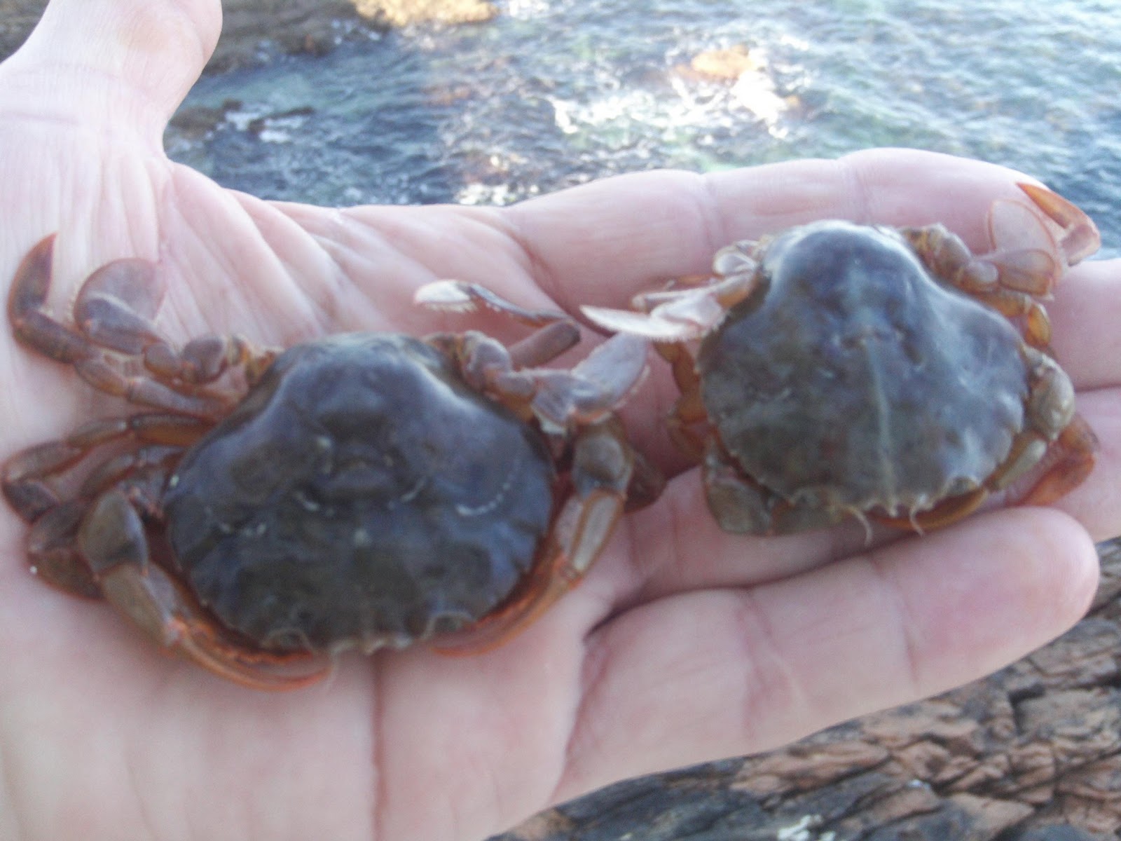 solorobalizas: Video del patexo