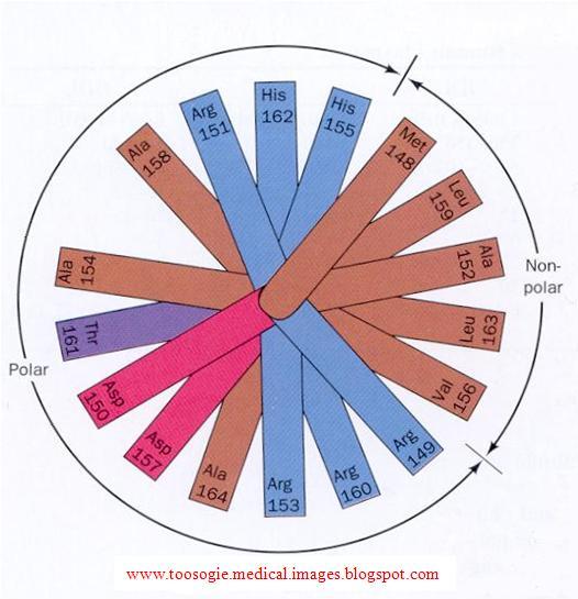TooSogiE Medical Images: HELICAL WHEEL PROJECTION OF A PORTION OF ...