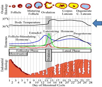 TooSogiE Medical Images: IMAGE OF THE MENSTRUAL CYCLE