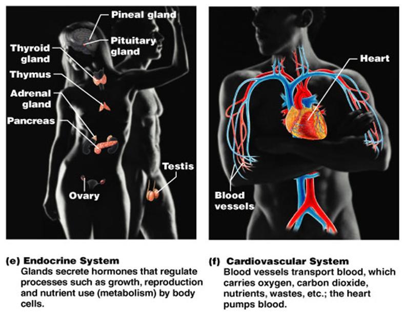 TooSogiE Medical Images: Organ Systems of the Body : Endocrine System ...