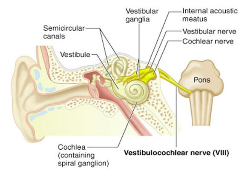 TooSogiE Medical Images: Cranial Nerves : VI - IX