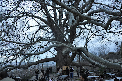 theStoryOfMyLIFE: TP20: Inkaya 600 years old Tree at Bursa