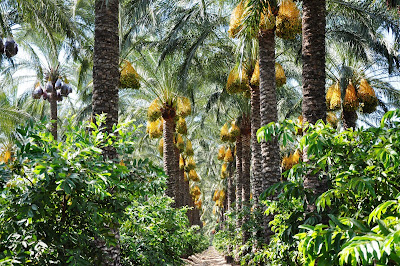 theStoryOfMyLIFE: The Coolness of the Dates Farm