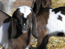 Simply Sowing: How to Dock Lamb's Tails - in two shakes of a lamb's tail.