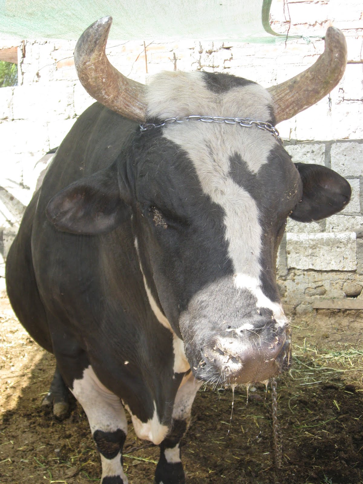 PERIODISTAS SALVAJES: LA SENSUALIDAD DE PATY CABRERA, IN MEMORIAN A ...