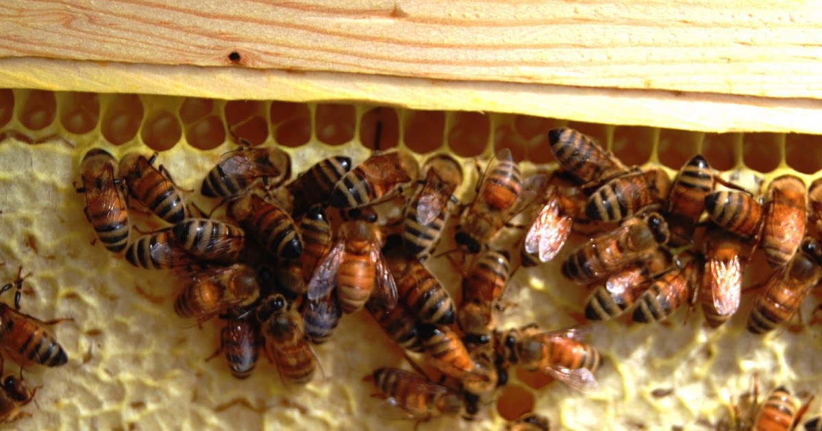 The Peace Bee Farmer: Curing Honey