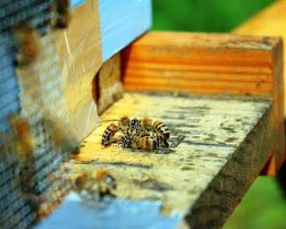 The Peace Bee Farmer: Guard Bees Protect the Hive