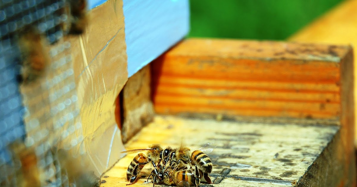The Peace Bee Farmer: Guard Bees Protect the Hive