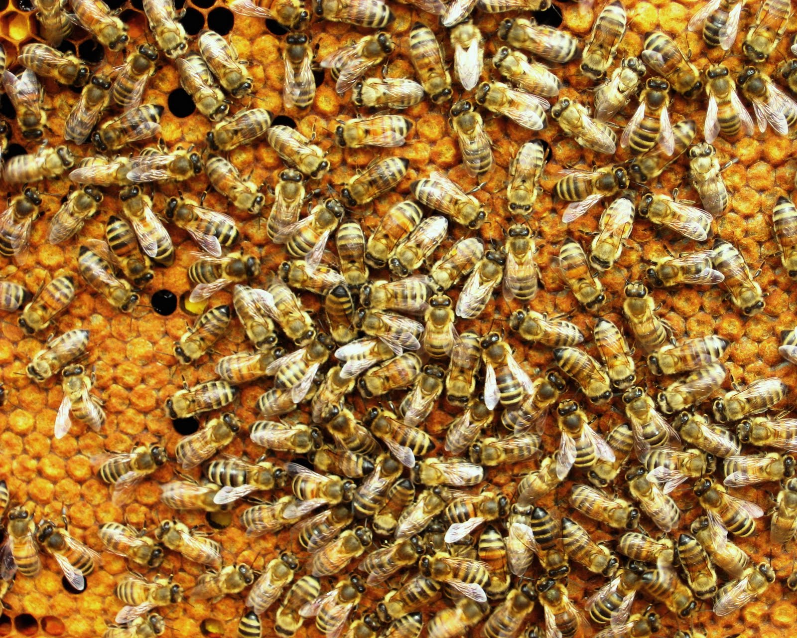 The Peace Bee Farmer: Evaluating Brood Patterns