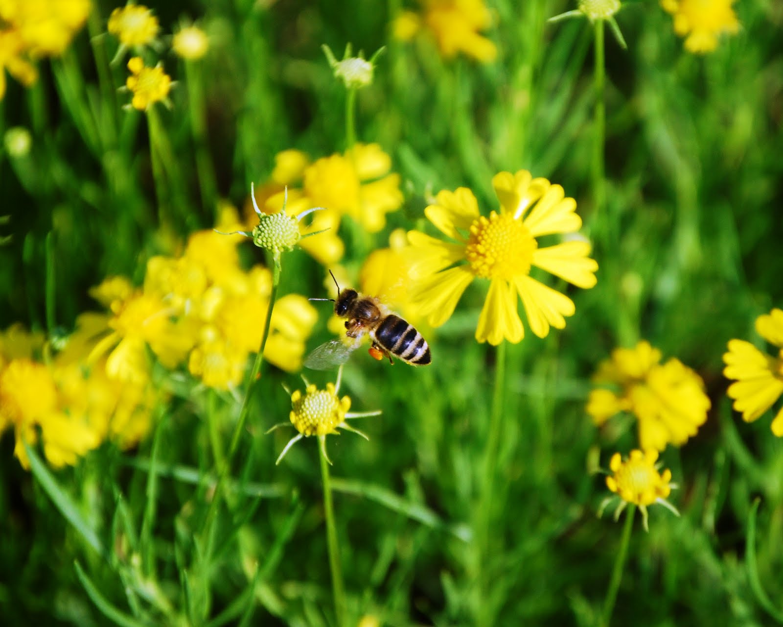 The Peace Bee Farmer: Lessons from Honey Bees