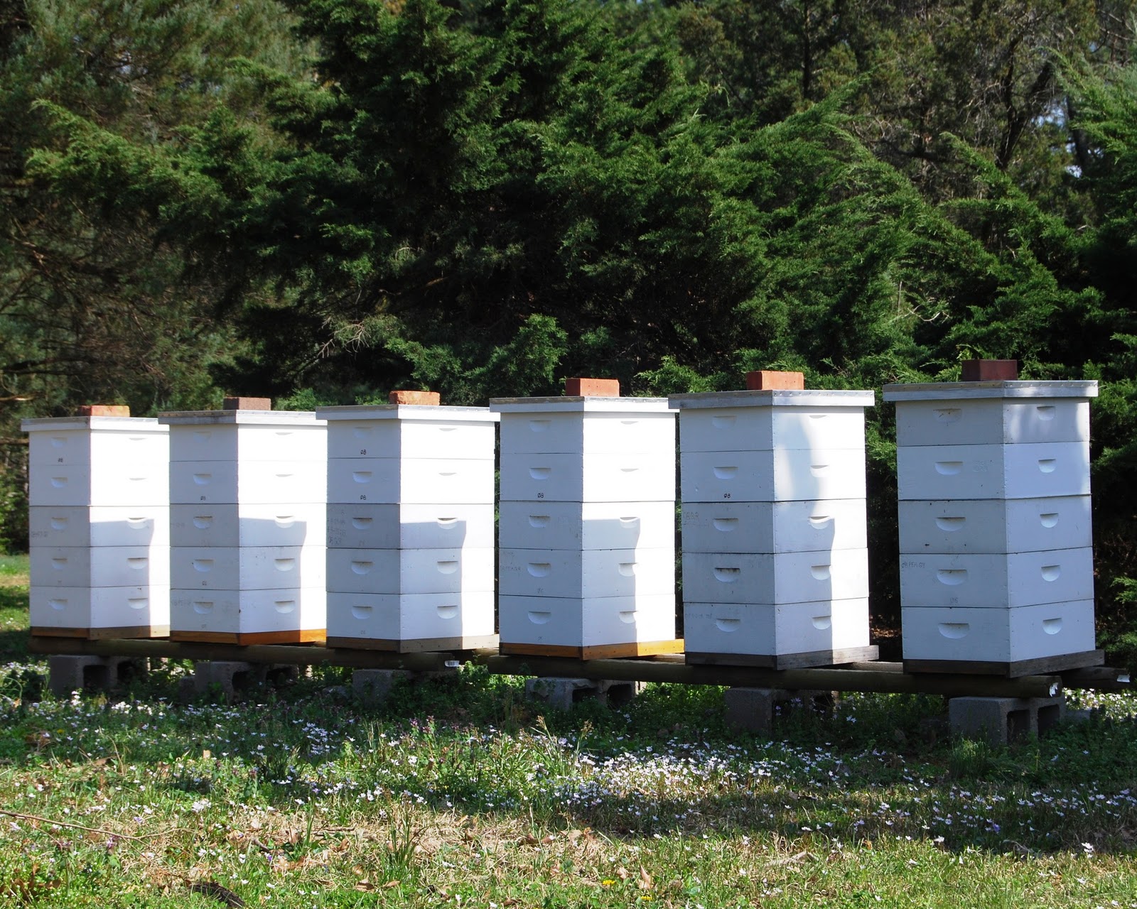 The Peace Bee Farmer: Honey Bees Benefit Cities