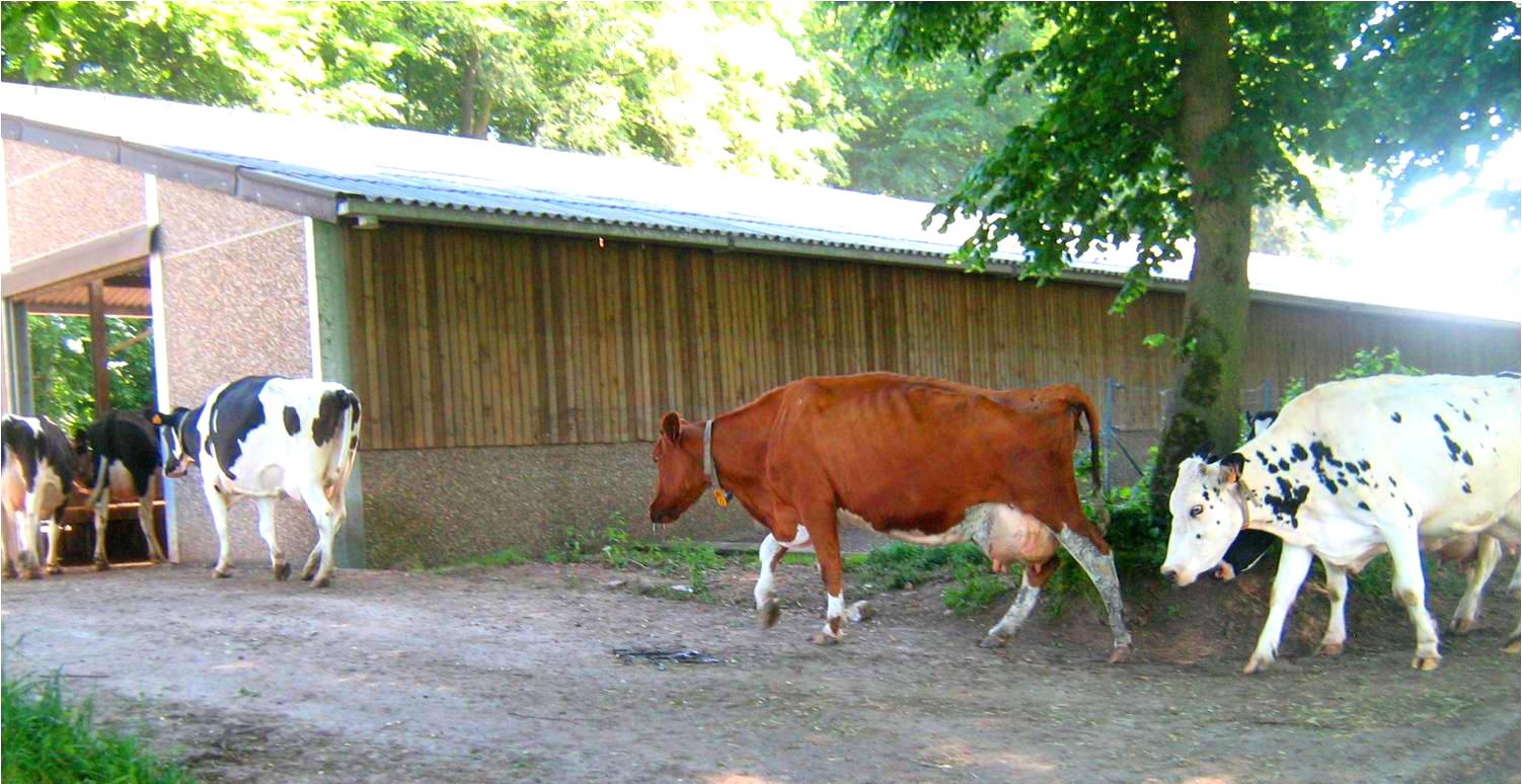 La ferme de Hodoumont: Notre ferme