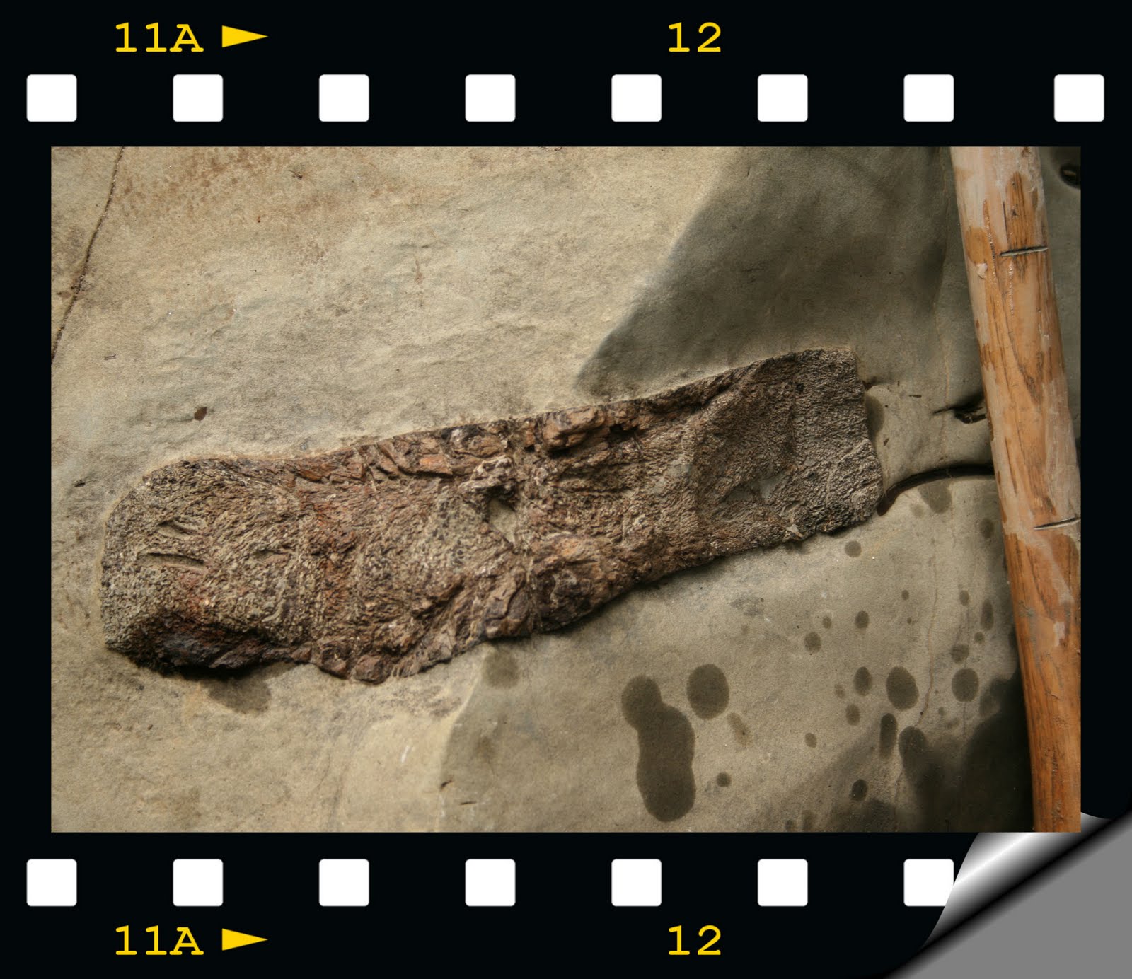 TANE-NUI-A-RANGI: THE BEGINNING