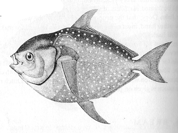 Frutos del Mar: Pez luna