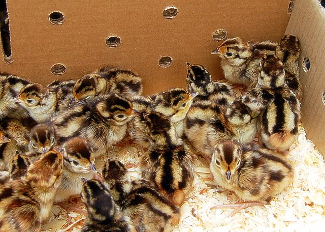 Moe Bird Hunts: Pheasant Surrogator... The Project Begins....