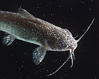 Does Aquarium Salt Treat Ich On Goldfish? - Goldfish Care Information ...