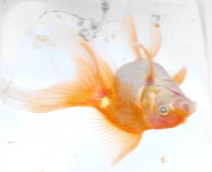 Do Goldfish Float To The Top Of Fish Tank When They Die? - Goldfish ...