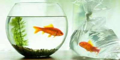 Why Are My Goldfish Gasping or Gulping For Air At Top of Pond or ...