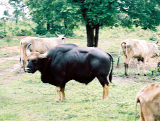 สัตว์โลก world animal: กระทิง (Gaur)