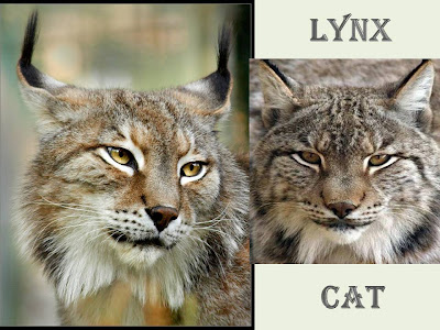 WILDLIFE: Lynx Cat