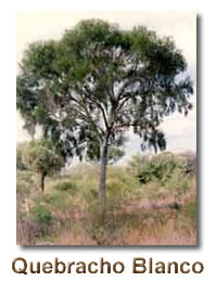HIERBAS Y PLANTAS MEDICINALES: Quebracho blanco