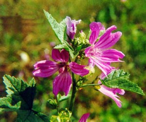 HIERBAS Y PLANTAS MEDICINALES: Malva