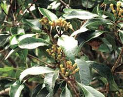 HIERBAS Y PLANTAS MEDICINALES: Clavero