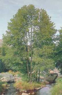 HIERBAS Y PLANTAS MEDICINALES: Aliso