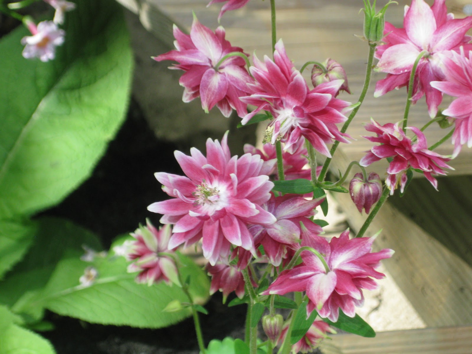 Gardening ~ just for fun!: Mid~spring time moments~