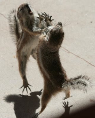 Squirrels Gone Wild!: When squirrels get angry…