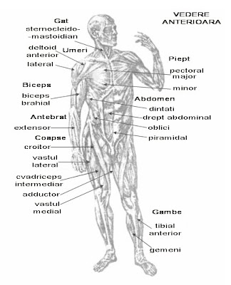 Principalii muschii ai corpului - scheme de expunere ~ MEDSPORT FITNESS ...