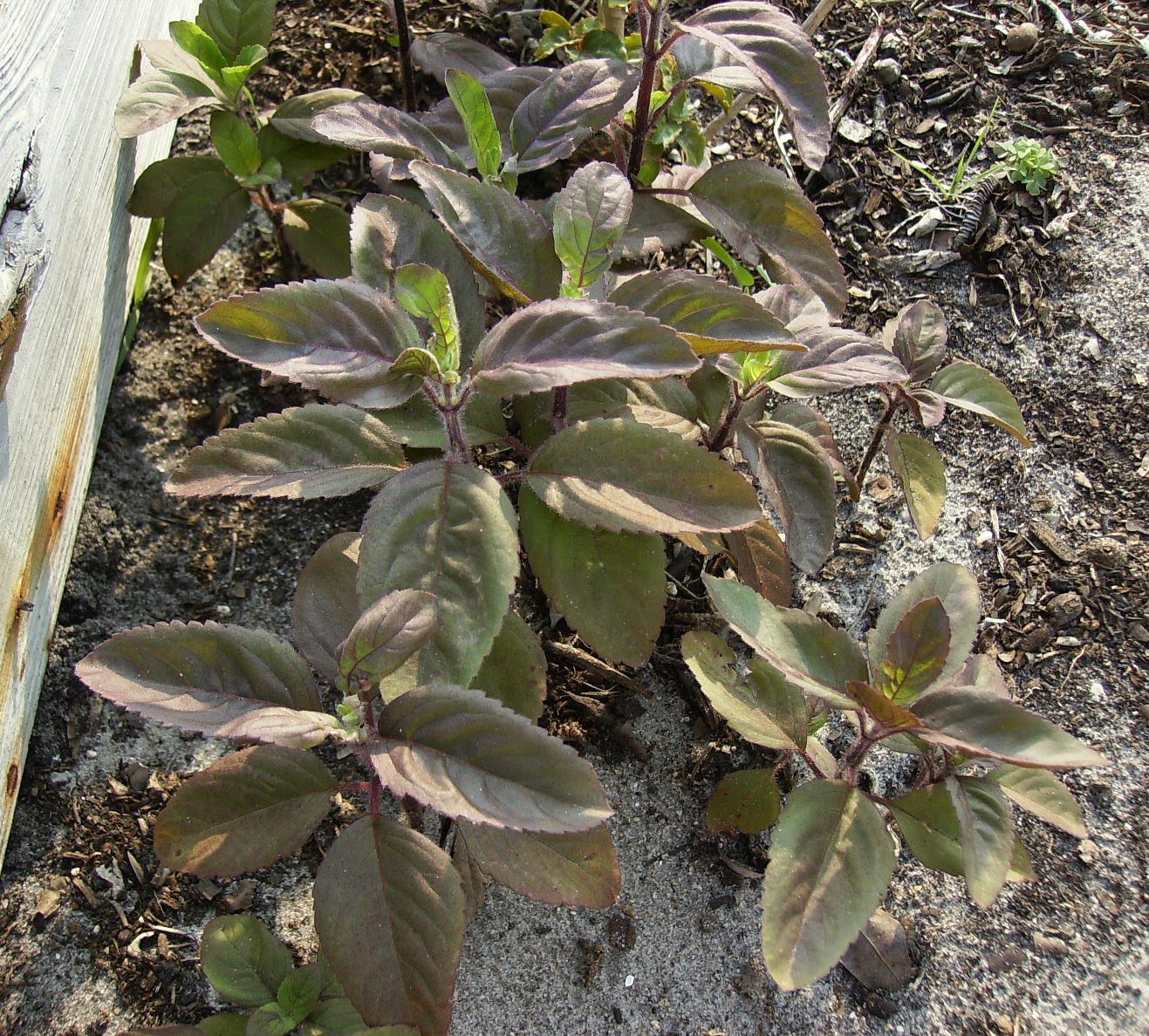 Aquarian Bath: Holy Basil Collection