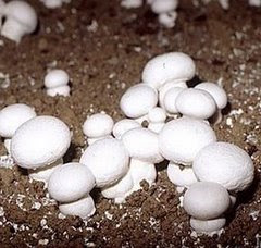 mushroomworld: Jenis-Jenis Cendawan